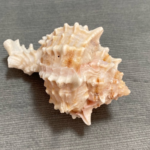 Accents | Shell Vintage 197s Pink Mouth Murex Phyllonotus Erythrostomy ...